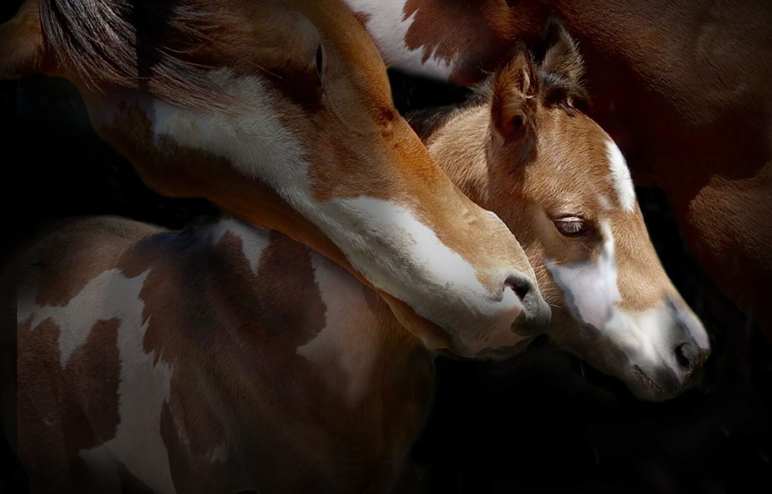 Alles zur Trächtigkeit von Stuten: Mit Trächtigkeitsrechner