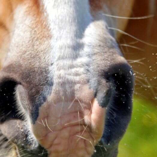 Mauke beim Pferd: Umfassender Behandlungsleitfaden 2025