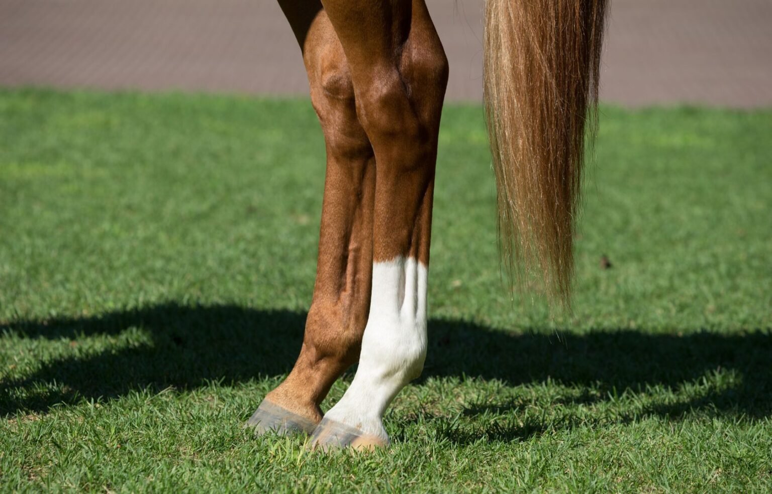 Von Lahmheit bis Therapie: Wegweiser bei Arthrose beim Pferd